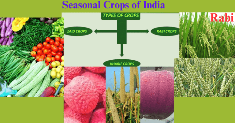 Seasonal Crops of India: Exploring Kharif, Rabi, and Zaid Cultivation