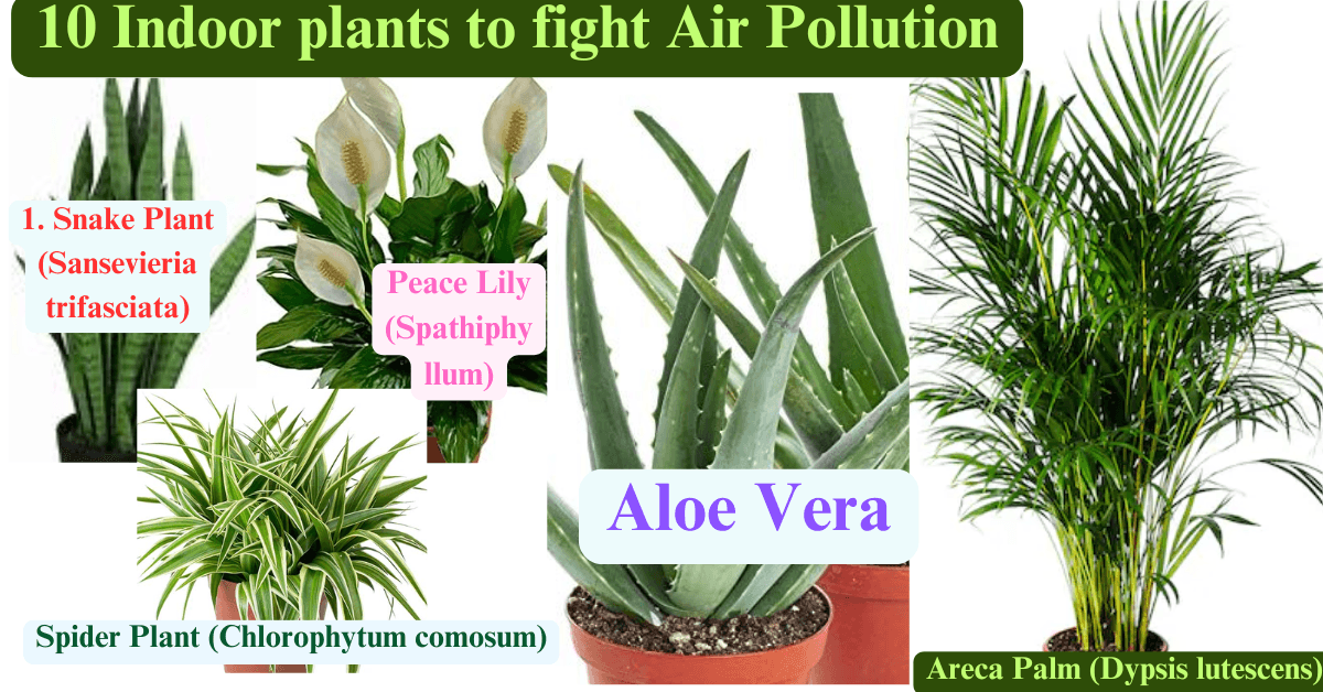 Air pollution, clean the air quality: 10 Powerful indoor plants that ...